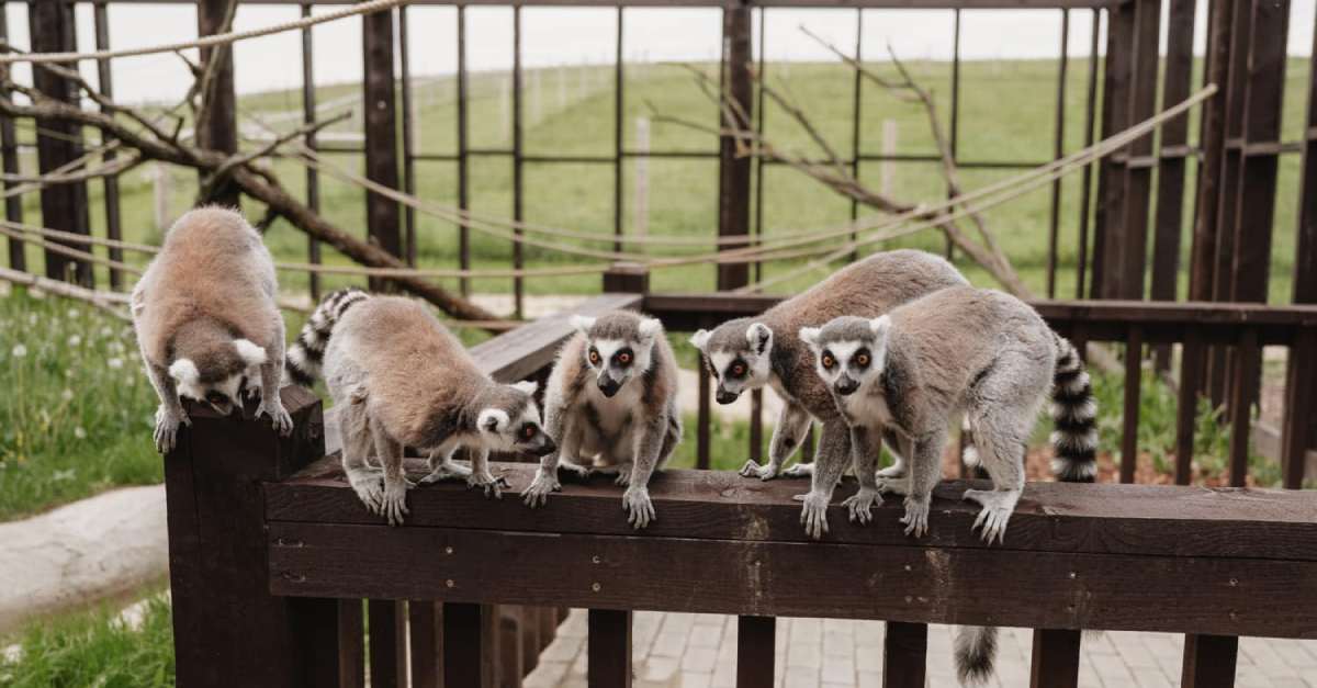 "SIGULDA ZOO" apmeklējums no 13€ - GribuAtpusties.lv